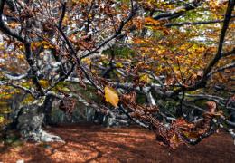 Escursioni guidate e viaggi organizzati nelle Marche